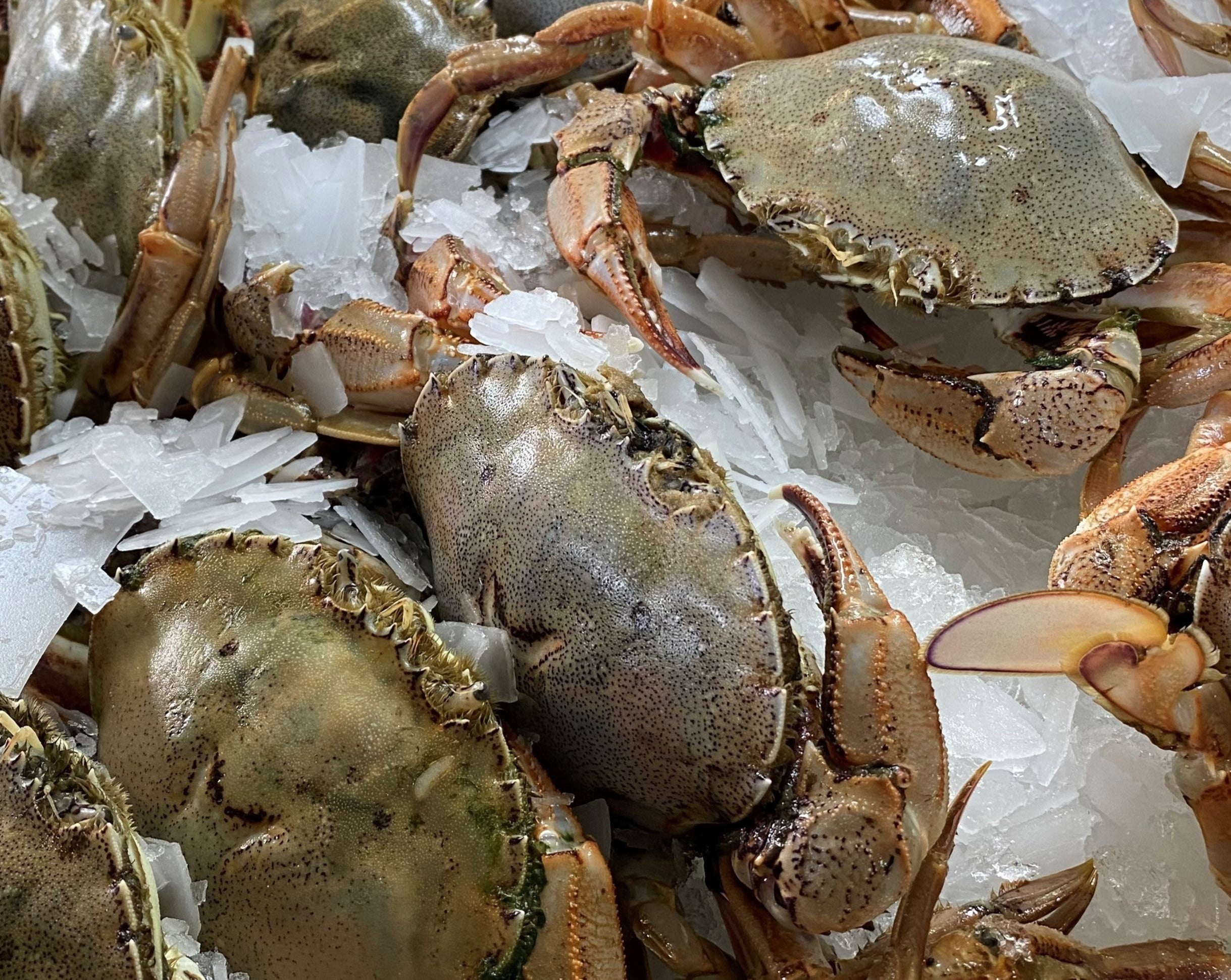Frozen NZ Paddle Crab 500G – Scott Seafood