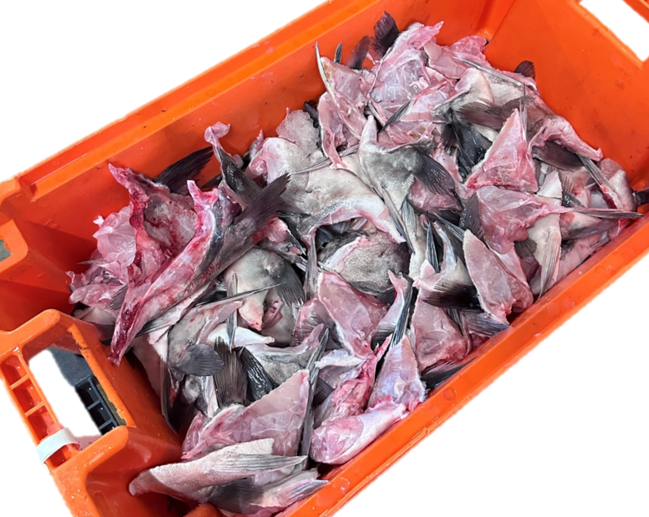Hapuka Grouper Wings Frozen – Scott Seafood