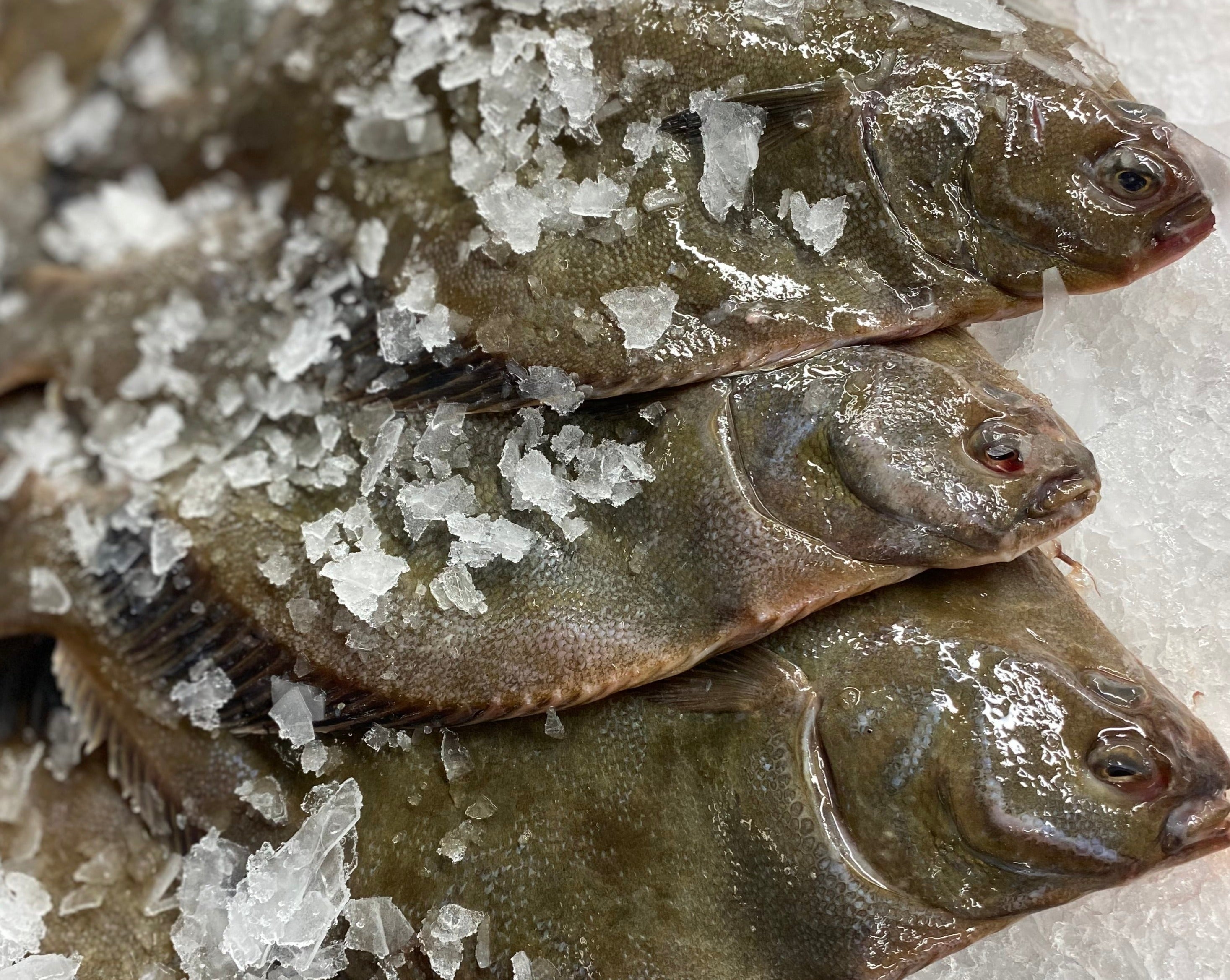 5KG Whole NZ Flounder (Frozen) – Scott Seafood