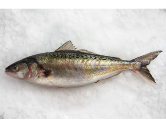 Fresh Kahawai Whole – Scott Seafood