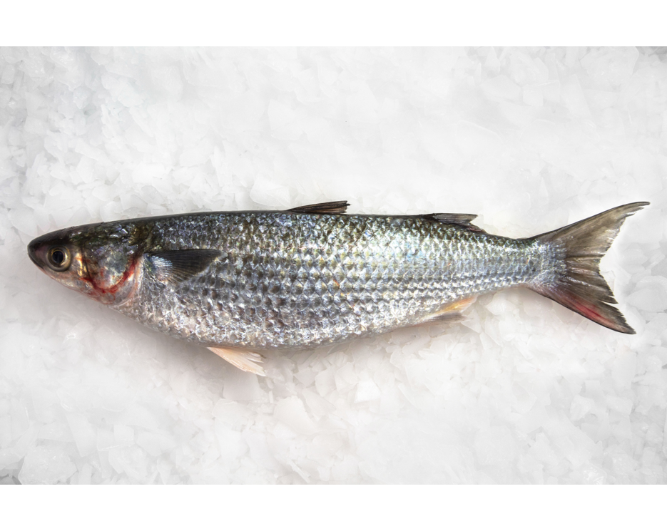 Fresh Grey Mullet Whole – Scott Seafood
