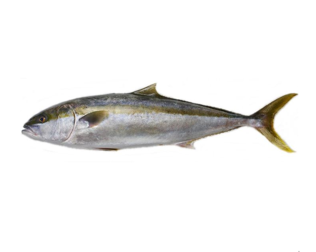Fresh Kingfish Whole – Scott Seafood