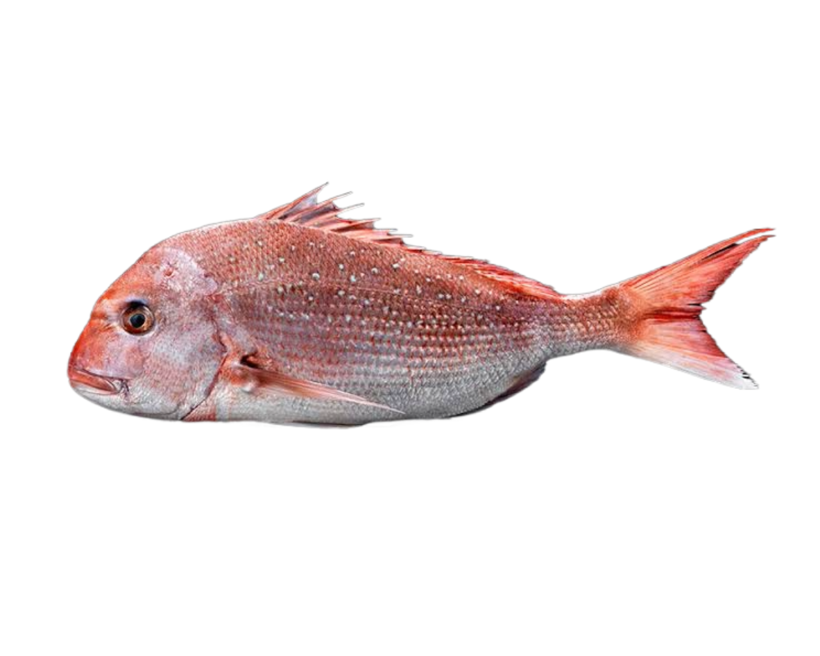 Fresh Snapper Whole – Scott Seafood